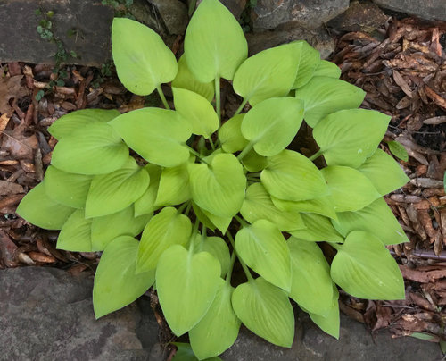 Help me ID this chartreuse hosta