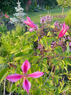 Random Garden Photos
