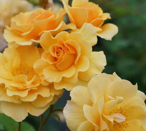 New 2022/2023 Proven Winners Roses