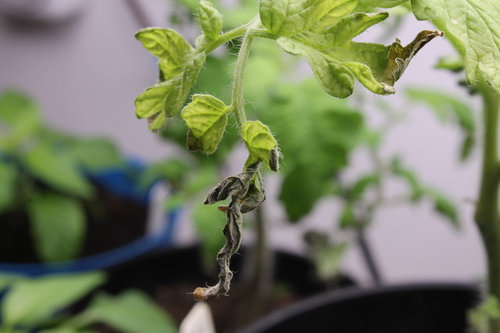 Young tomato plants dying off from bottom up