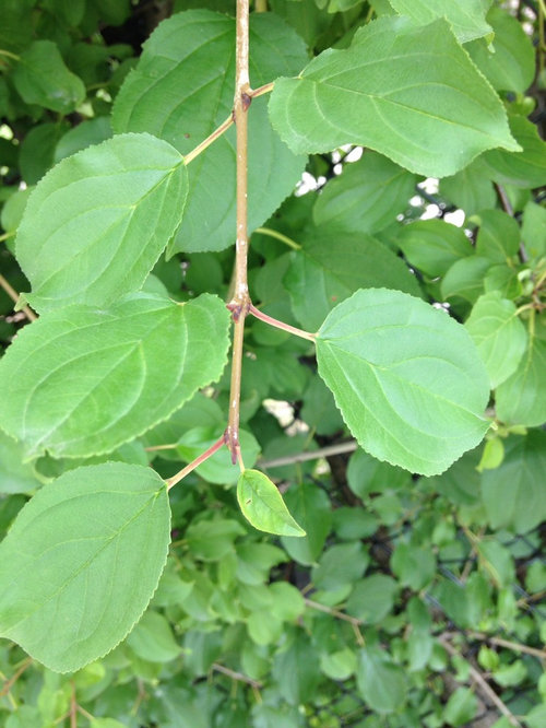 Name the weed tree?