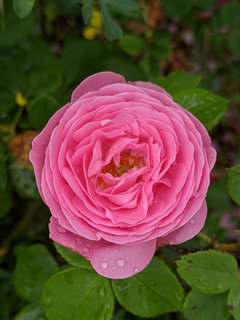 Rose identification help please?