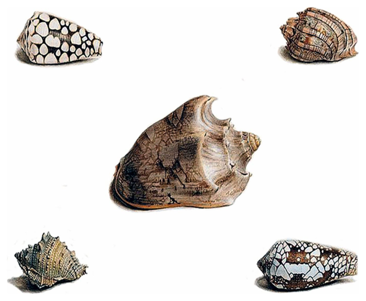 Tile Mural FIVE SHELLS van Os Accent Kitchen Backsplash, Ceramic Matte ...