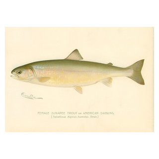 Female Sunapee Trout Print, 8" x 10" - Contemporary - Prints And ...