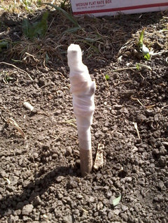 Growing Hickory and Hican for Nut Production (2) | Houzz Forum