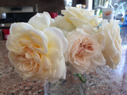 Cream Abundance and Cream Veranda