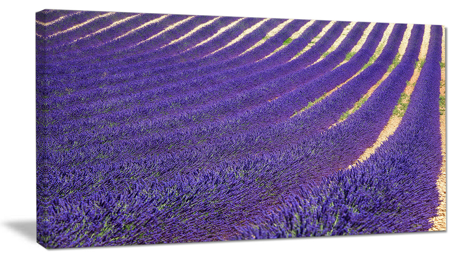 "Lavender Blooming Fields As Texture" Landscape Wall Art, 40"x20 ...