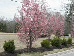 Pruning Advice: New Prunus Mume 'Matsubara Red'