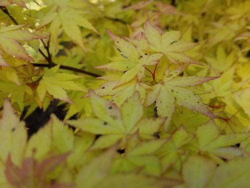 Akane Japanese Maple