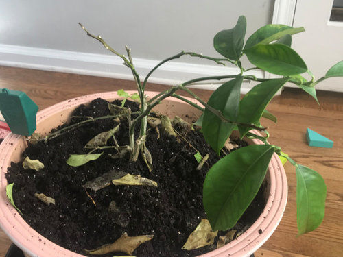 Help! Orange Tree Dying