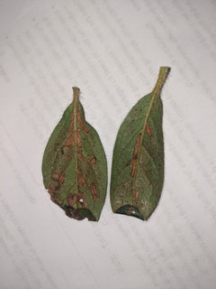 Rusting azaleas: help needed!!!