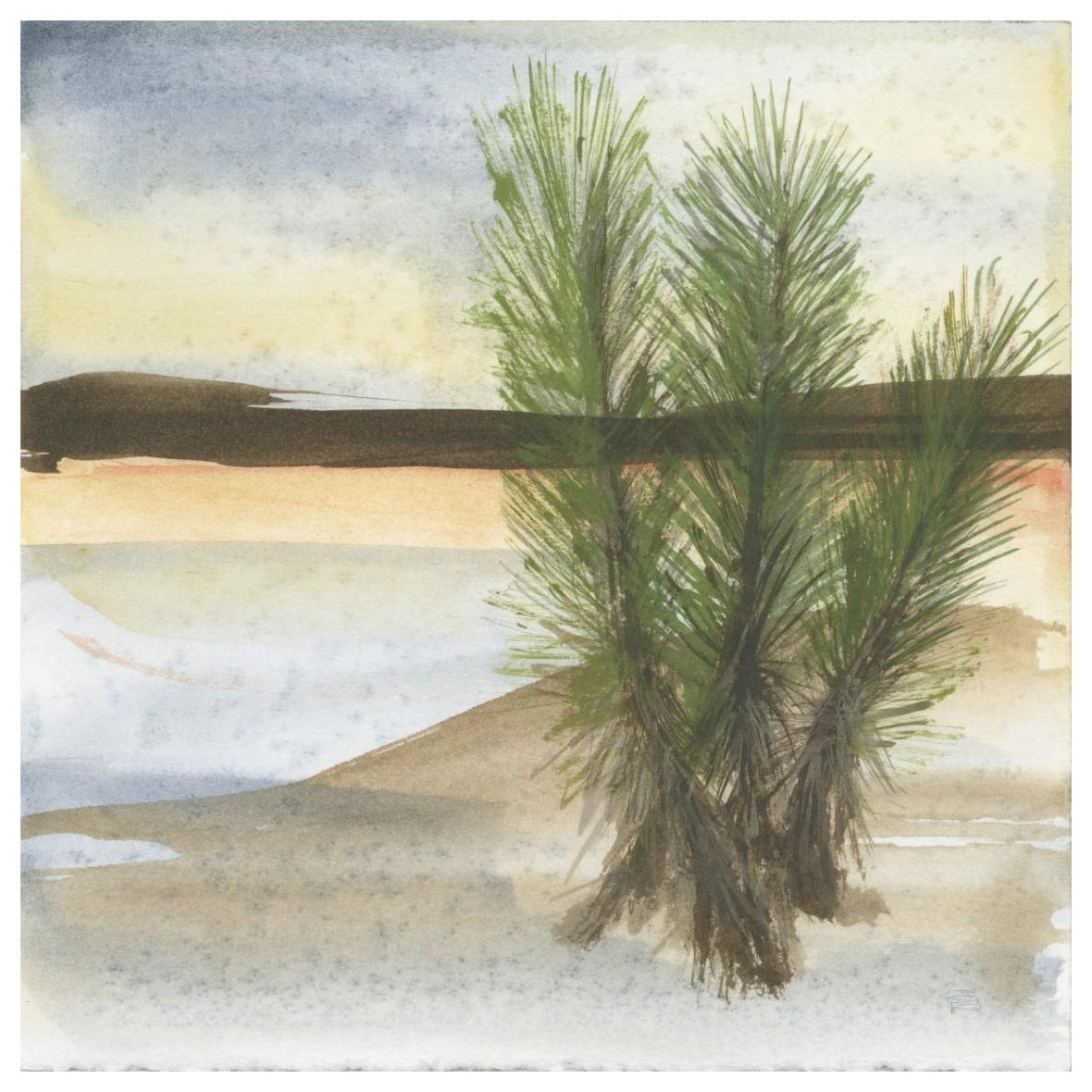 "Desert Yucca" Digital Paper Print by Chris Paschke, 20"x20", 38"x38 ...