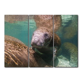 Ready2hangart Christopher Doherty Photography 'Manatee' 3-PC Canvas Art ...