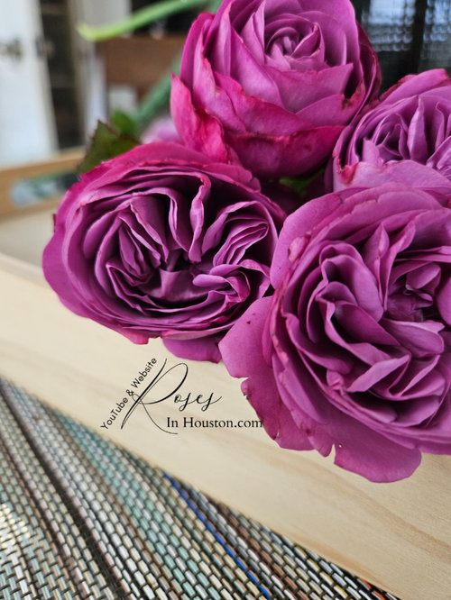 Plum Perfect (purple) rose | Houzz Forum