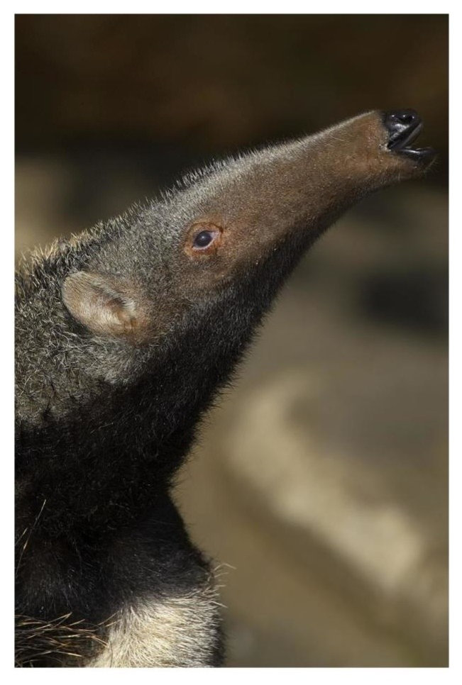 Giant Anteater Profile, Native To South America-Paper Art, 16"x24 ...