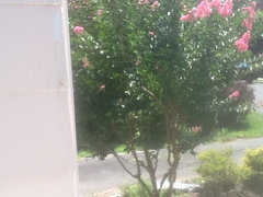 Crepe Myrtle problem?