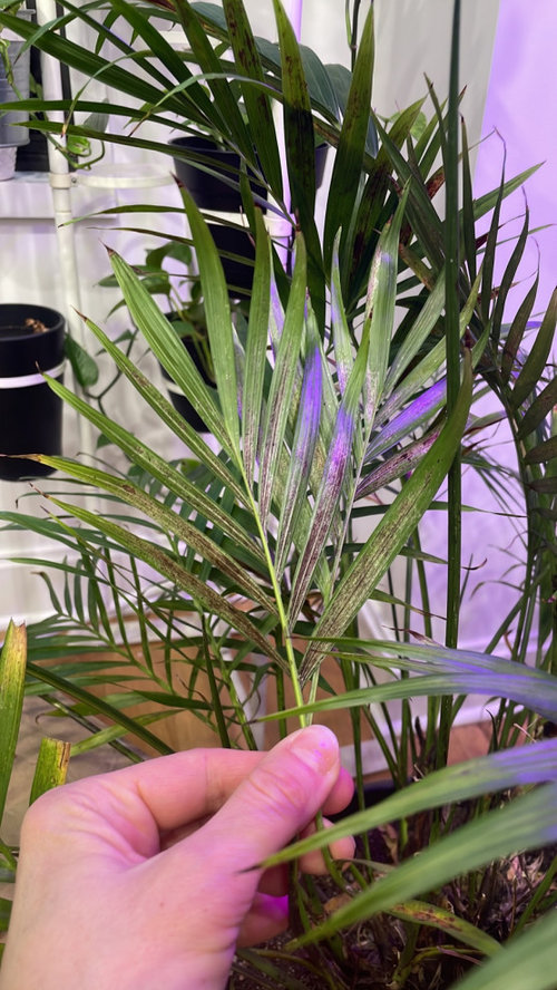 what are these pests on a cat palm?