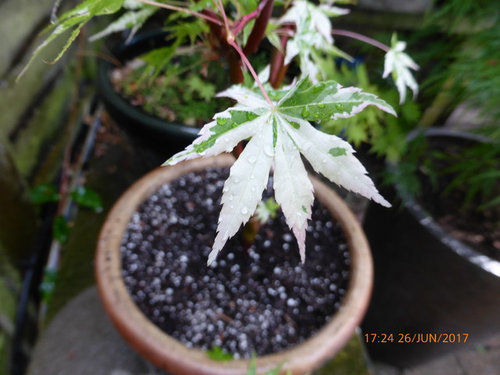 Acer Identification