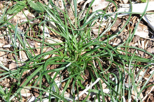 Try to ID a Wild Bulb (Weed)