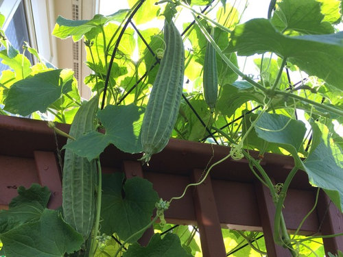 Ridge gourd and Indian bean plants