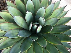 Please Help Identify Agave?