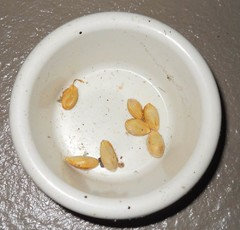 mandevilla from seeds