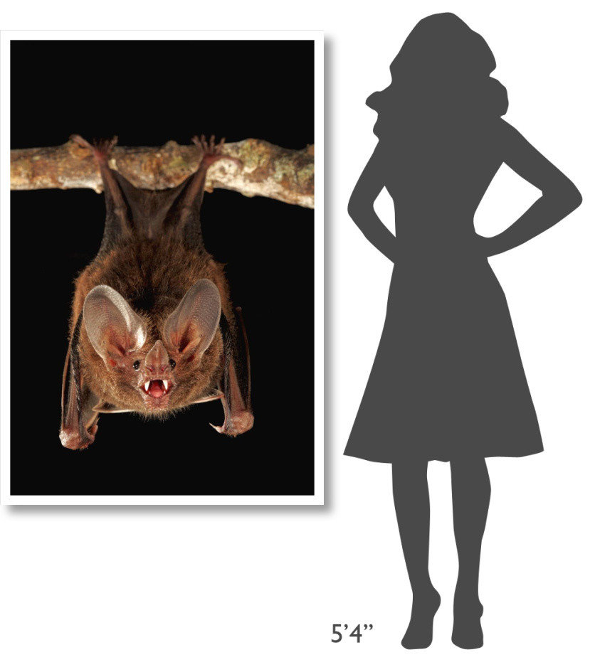 Fringe-Lipped Bat Roosting And Calling, Smithsonian Tropical Research ...