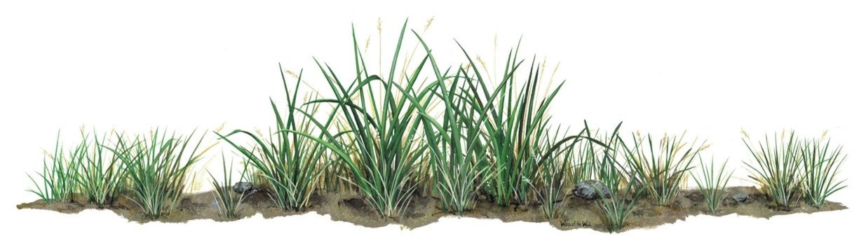 Grass Peel and Stick Applique 71600 - Contemporary - Wall Decals - by ...