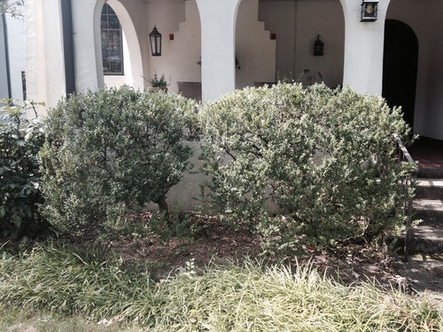 Overgrown boxwood