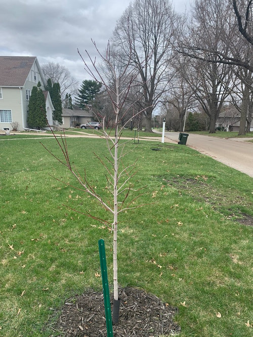 October Glory Red Maple Trees Prunning