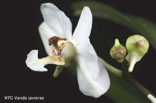 Vanda javierae