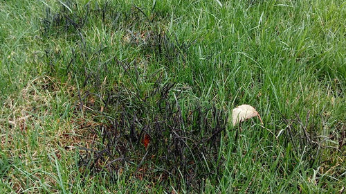 Grass Turned Black