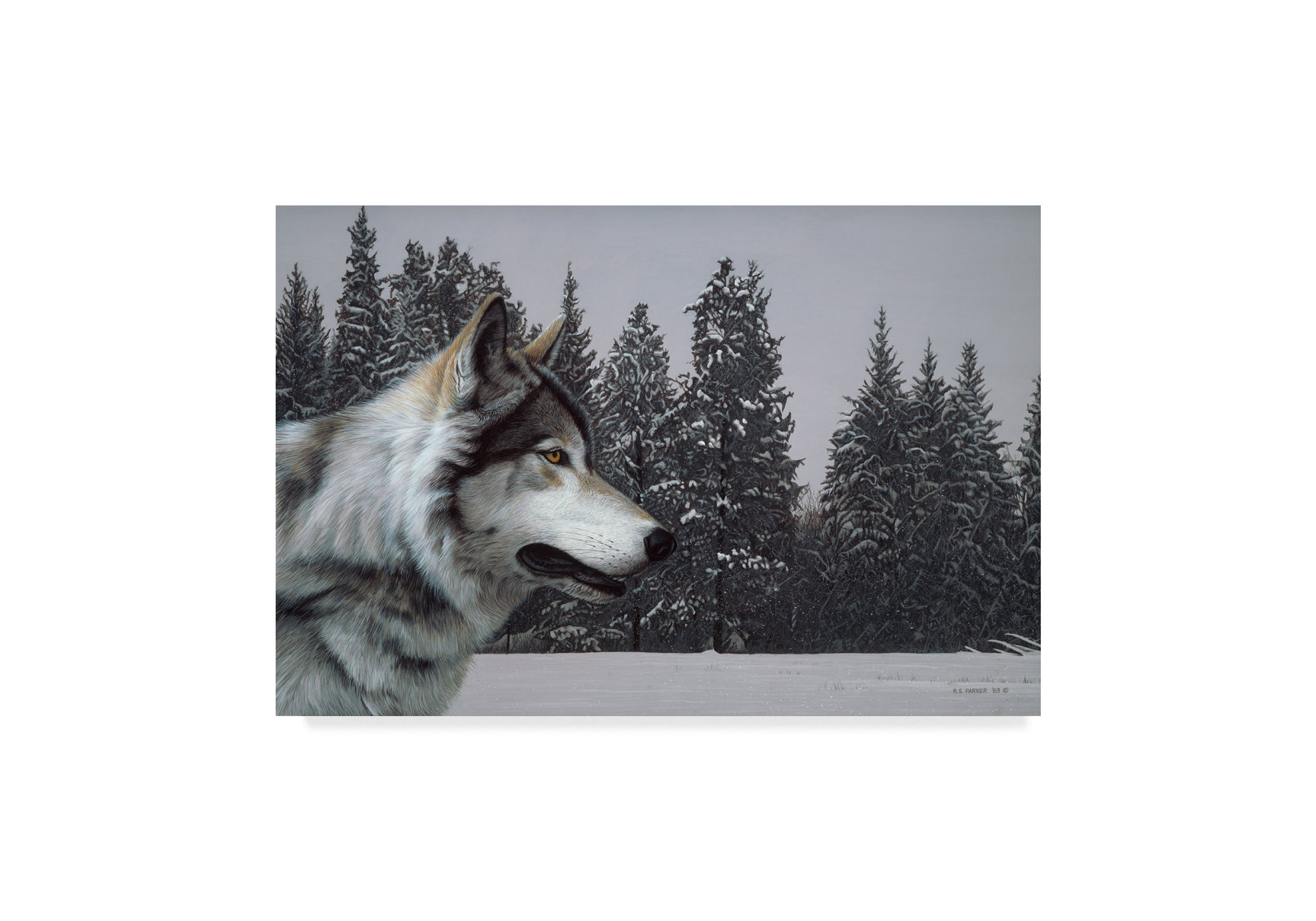 Ron Parker 'Wolf Portrait' Canvas Art, 47"x30" - Rustic - Prints And ...