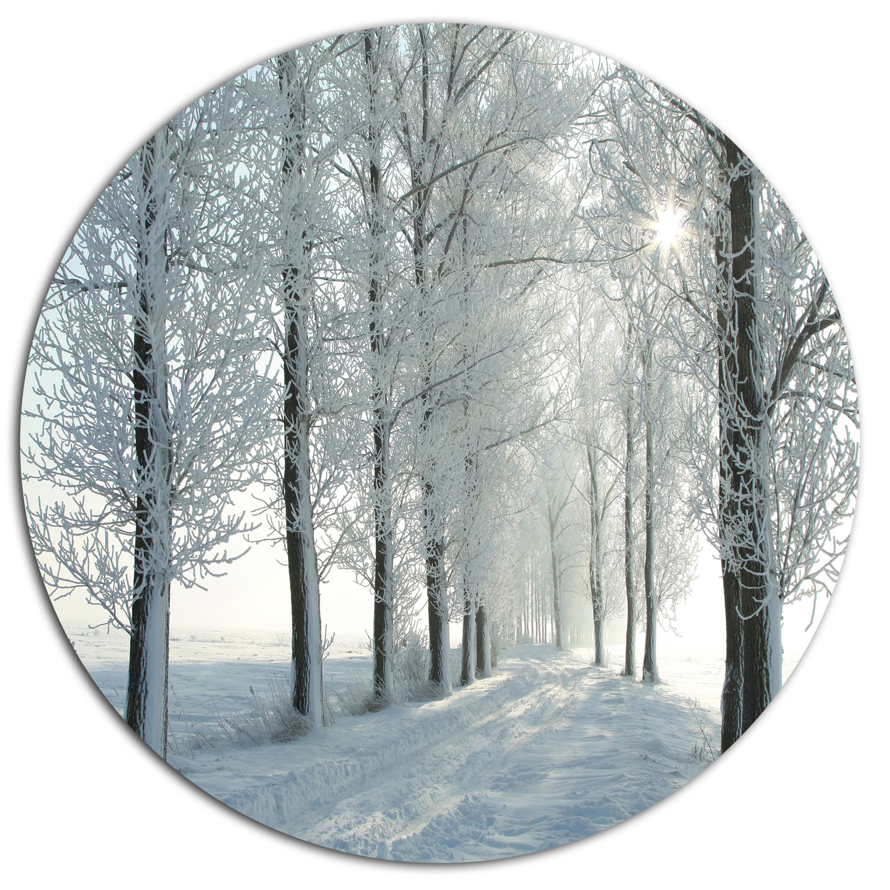 Winter Trees Backlit By Morning Sun, Forest Disc Metal Artwork, Disc of ...