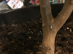 How can you tell the difference between sucker branches