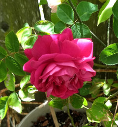 "Benny Lopez" -- A Found Rose of Santa Barbara, CA