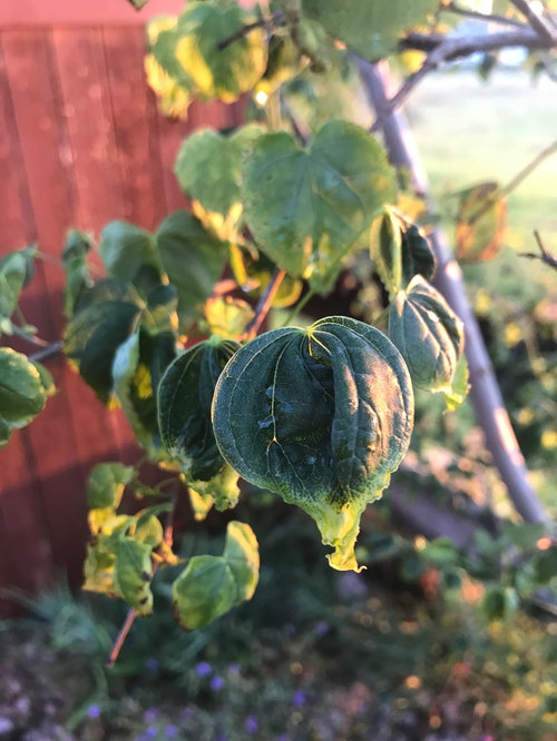 Need help for my redbud | Houzz Forum