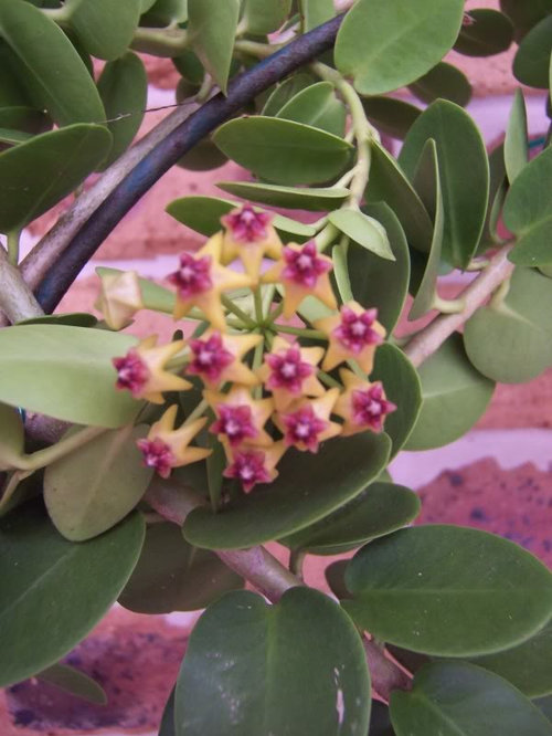 Hoya Cummingiana