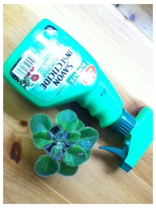 Schultz insecticidal soap