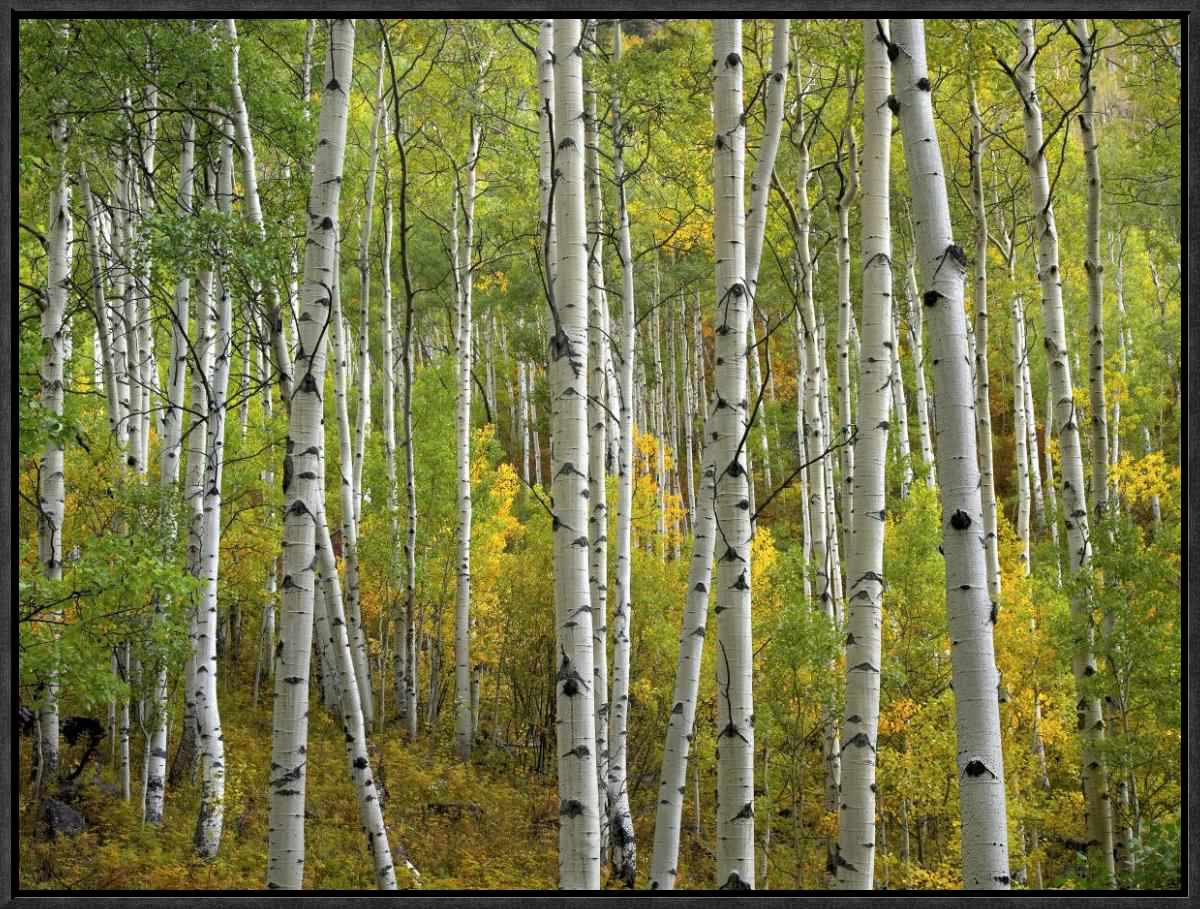 "Aspen trees in fall, Colorado" Framed Canvas Giclee by Tim Fitzharris ...