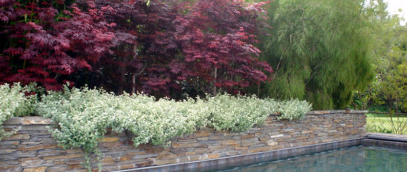 PERLA ARQUIETA ASLA - Project Photos & Reviews - Venice, CA US | Houzz