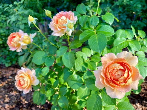 Grandiflora Rose - Fun in the Sun (1st year - 1st flush)
