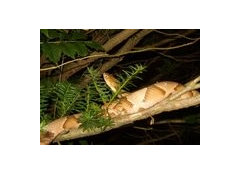 Was my cat copperhead bit?