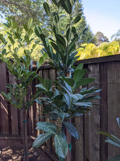 Newly planted English/Cherry Laurel in tree/standard form