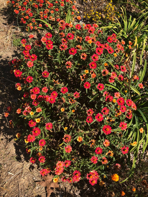 Frost, freeze and goodbye to blooms