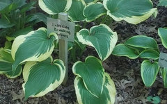 Trip to Fox Hosta Farm | Houzz Forum