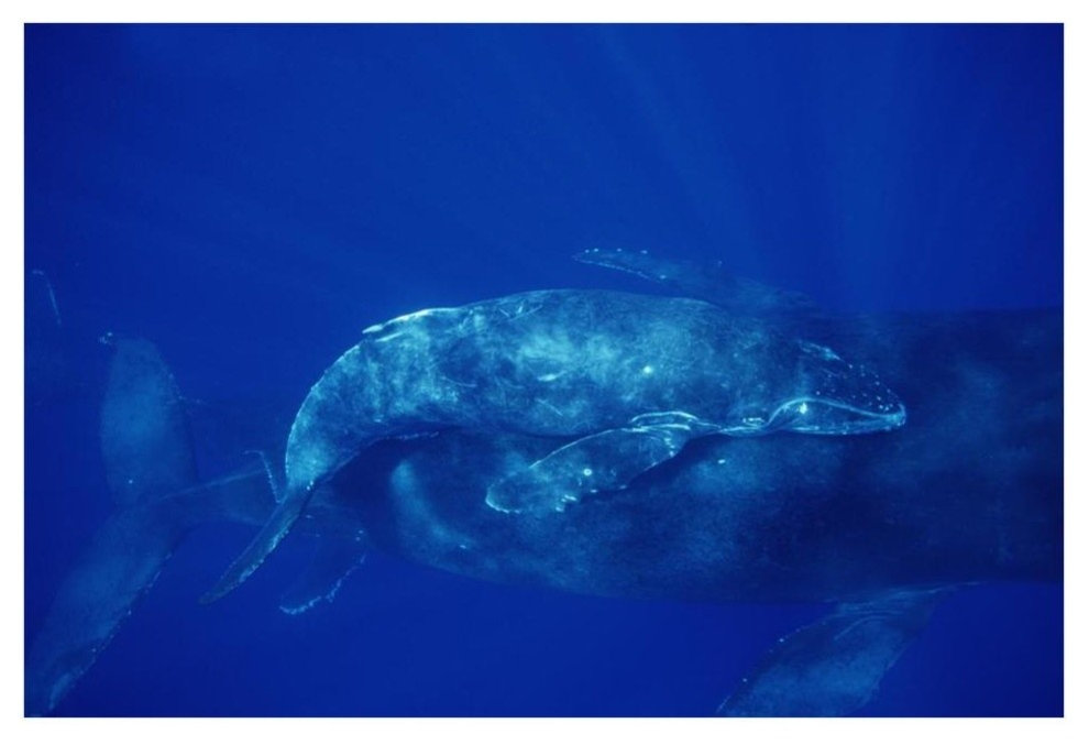 Humpback Whale Cow And Calf And Male Escort, Maui, Hawaii-Paper Art, 24 ...