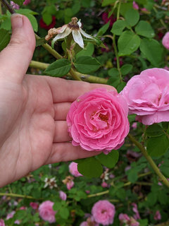 Rose identification help please?