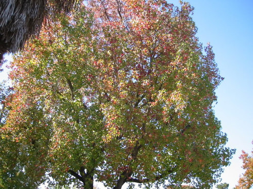 Sweet Gum Tree Dropping Discolored Leaves | Houzz Forum