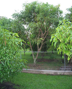 Dwarf Mango Trees